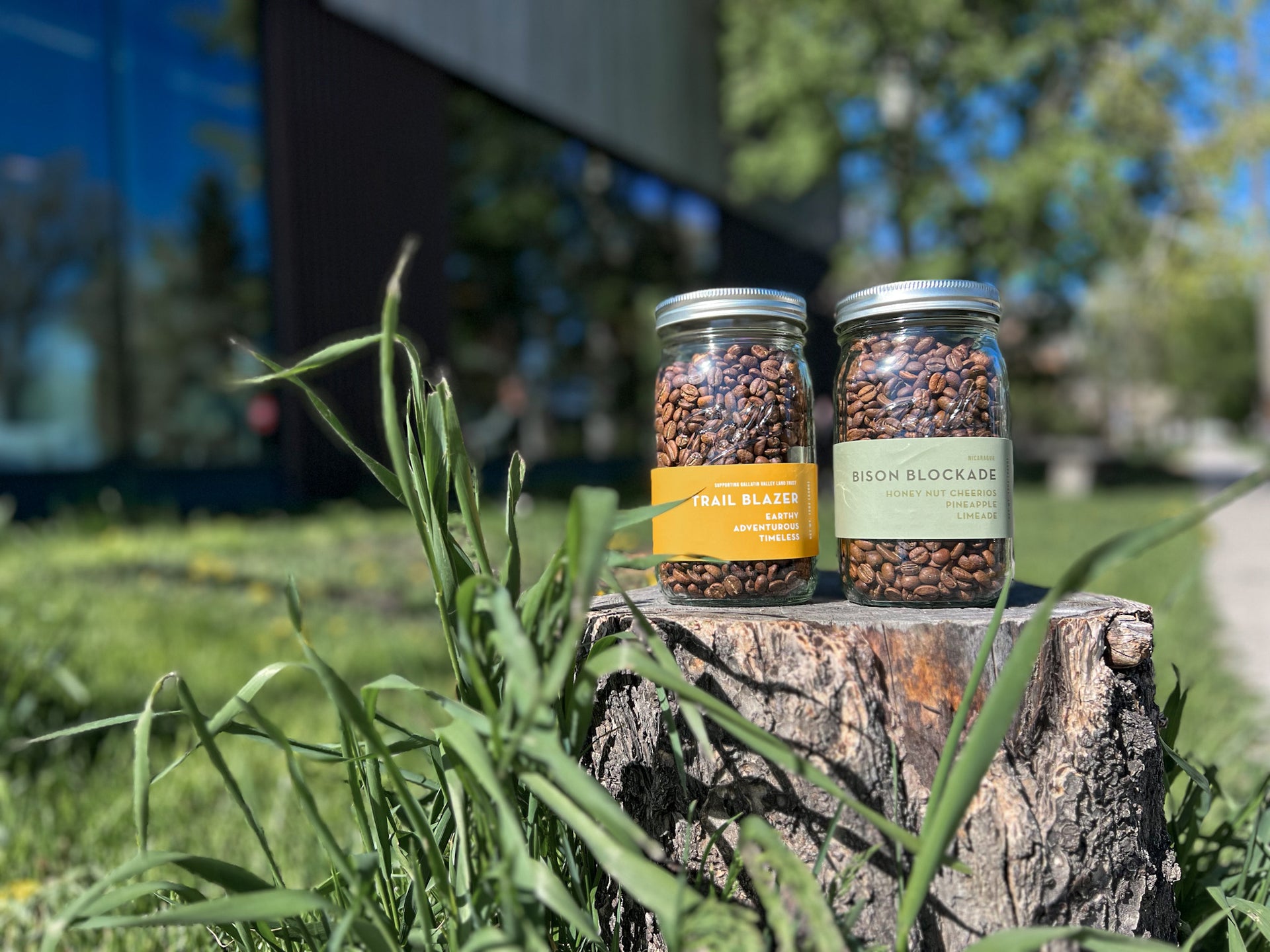 Coffee Feature – Treeline Coffee Roasters